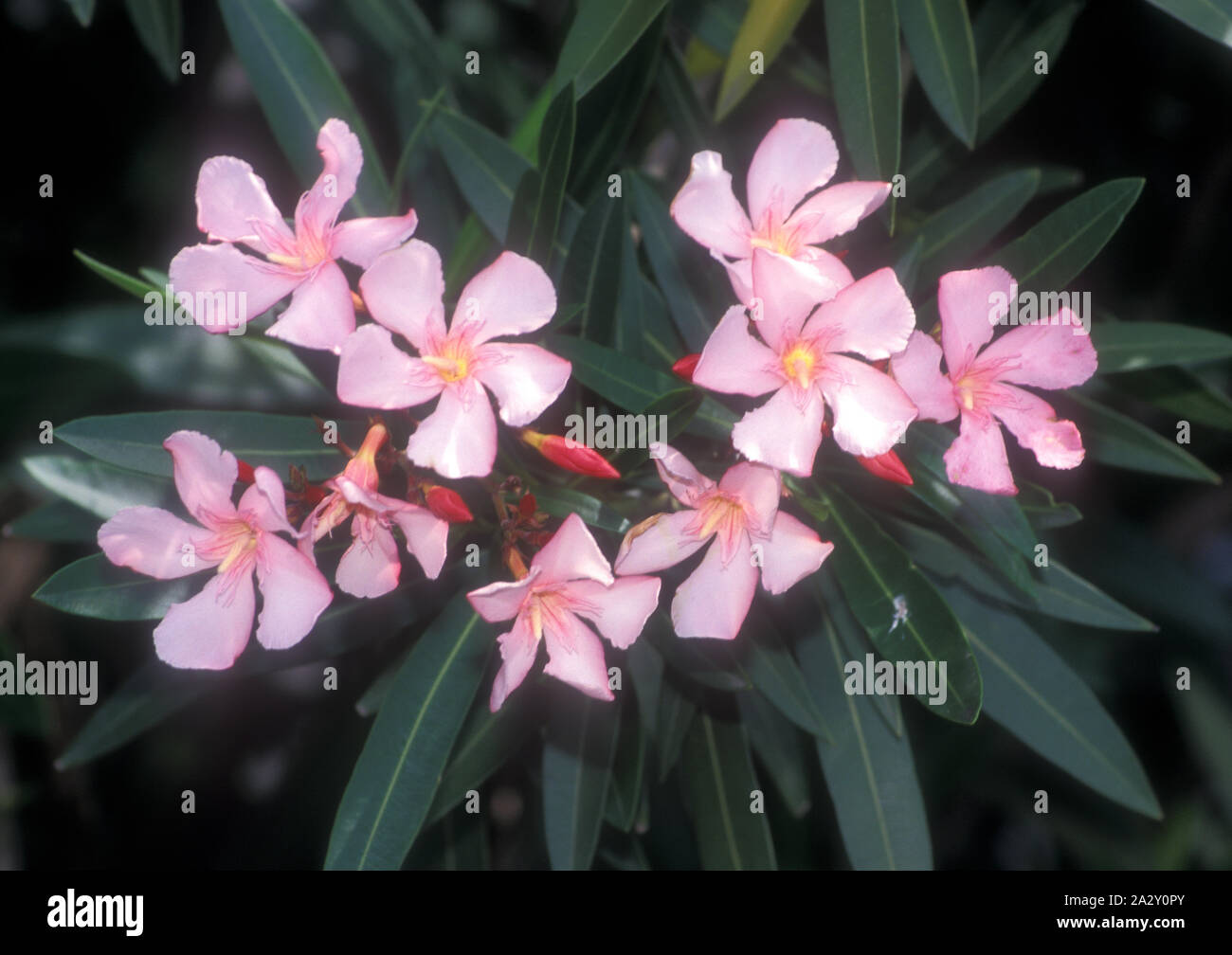 Nerium oleander is a shrub or small tree in the dogbane family ...