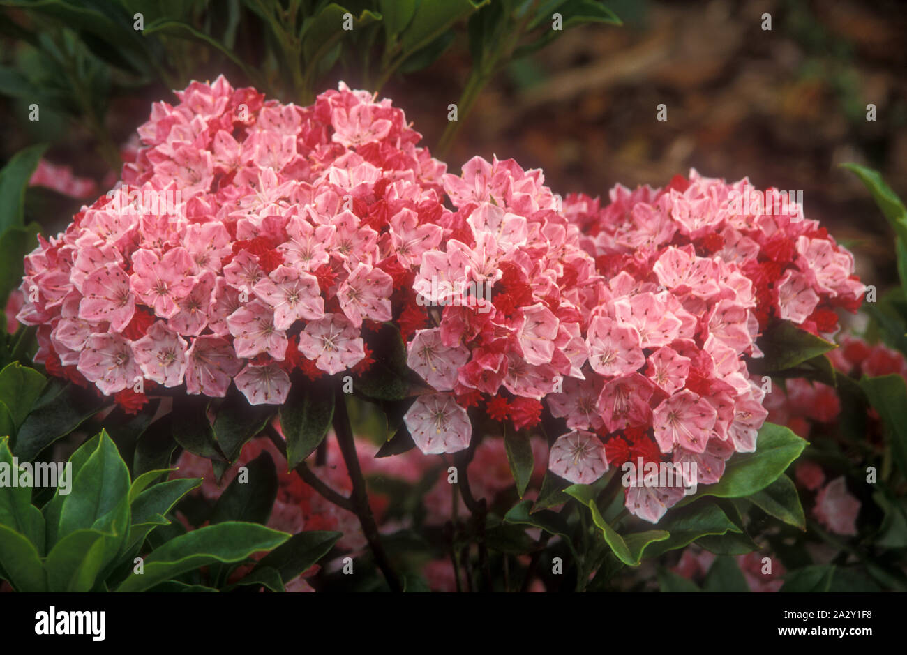 KALMIA LATIFOLIA (MOUNTAIN LAUREL) 'OLYMPIC FIRE'. ALSO KNOWN AS CALICO ...