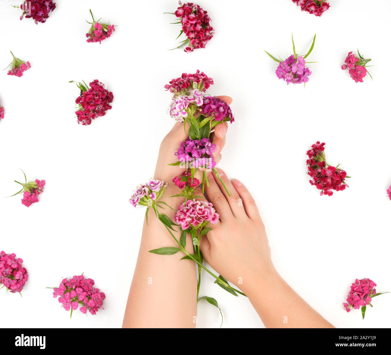 female hands with light smooth skin and buds of a blossoming Turkish ...