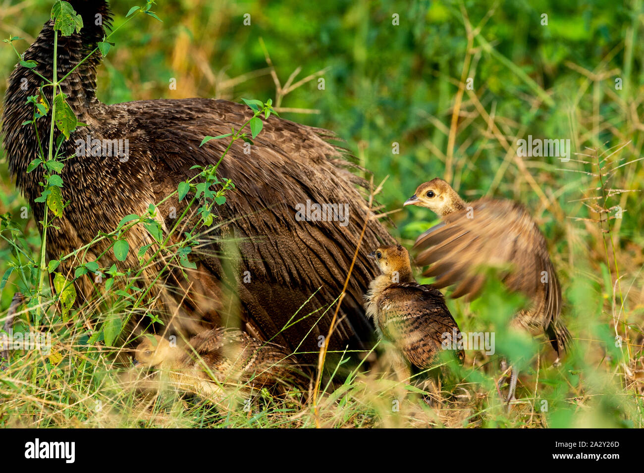 Peahen Bird High Resolution Stock Photography and Images - Alamy