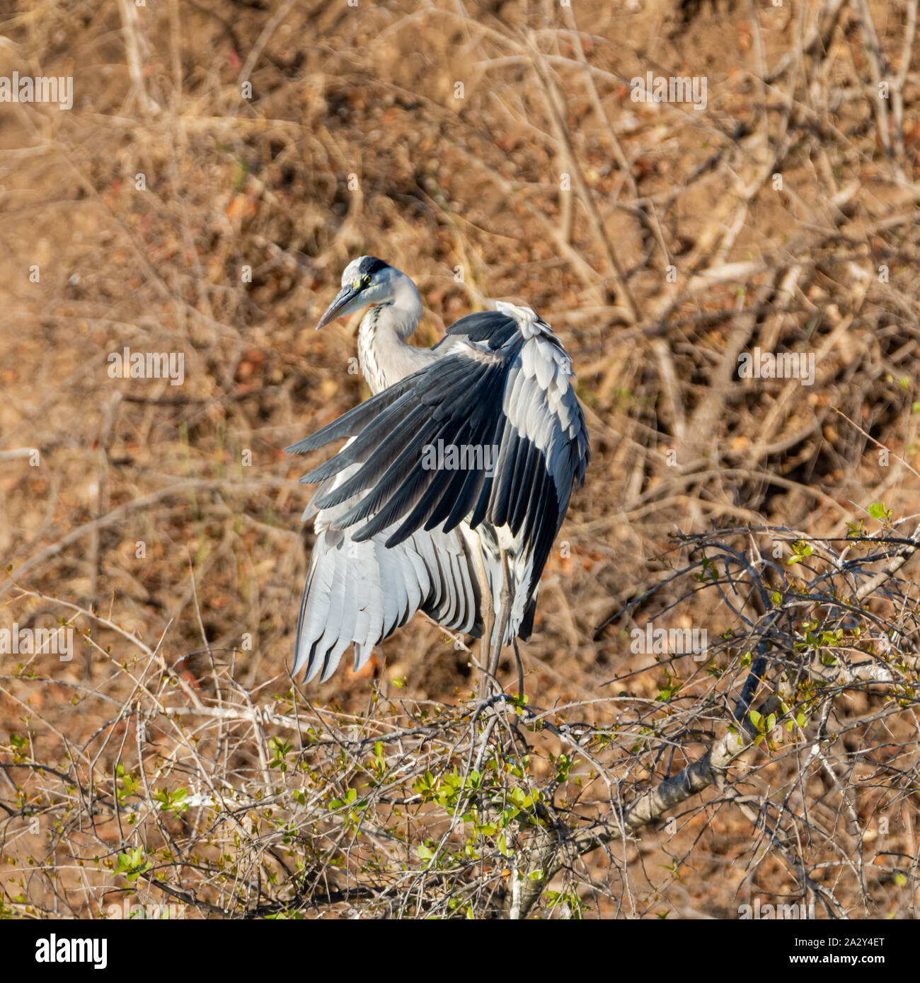 African herons hi-res stock photography and images - Alamy