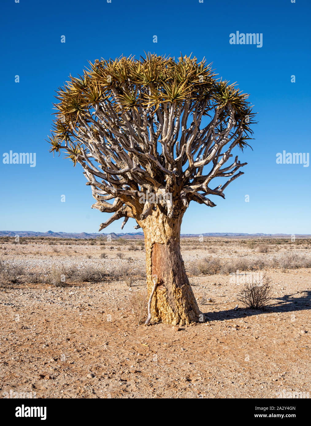 A Quiver Tree in Southern African savannah Stock Photo - Alamy