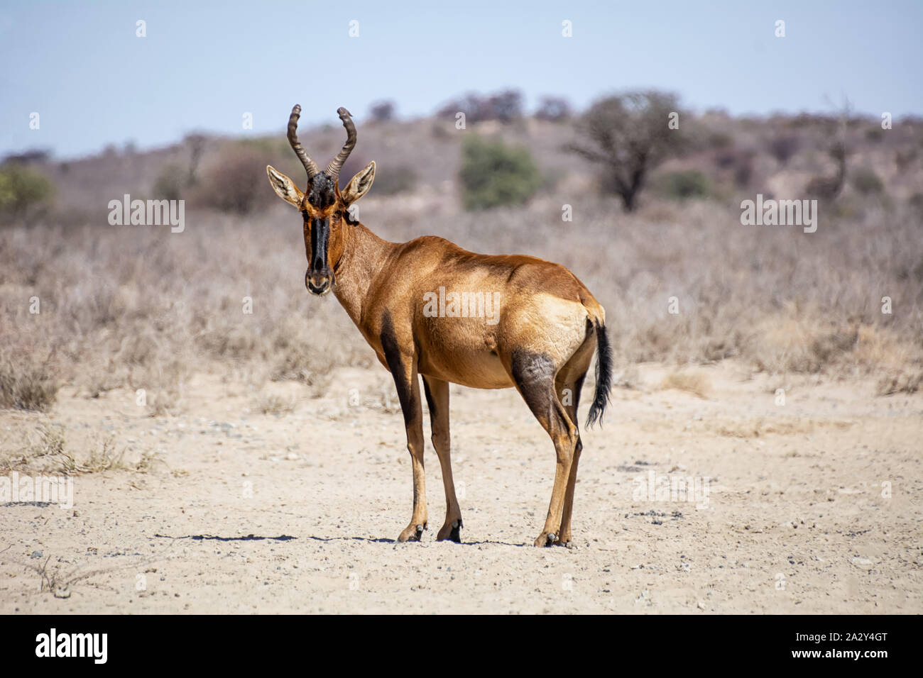 A Red Hartebeest antelope in Southern African savannah Stock Photo - Alamy