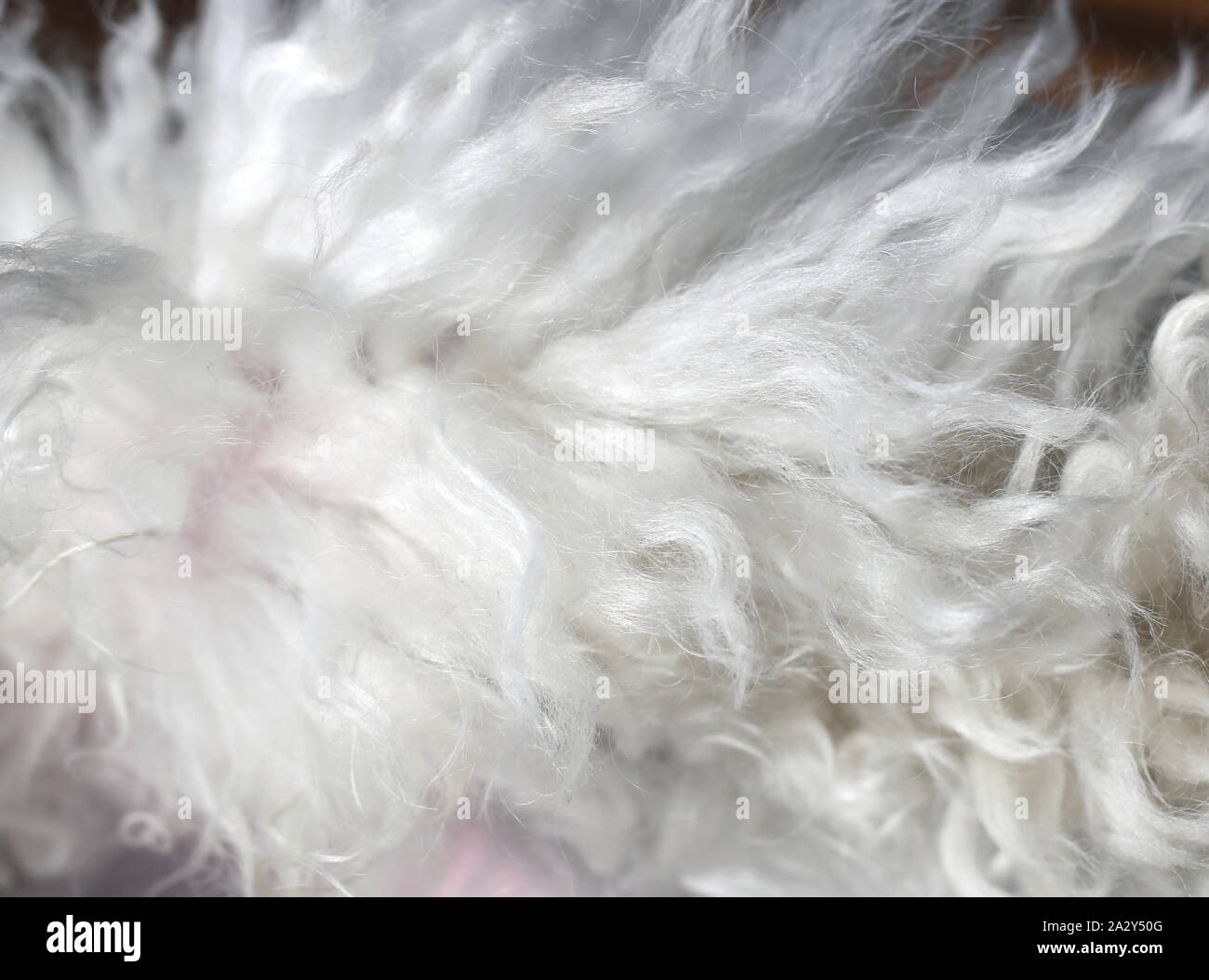 Closeup of the fur of white poodle. The fur is still attached to the ...
