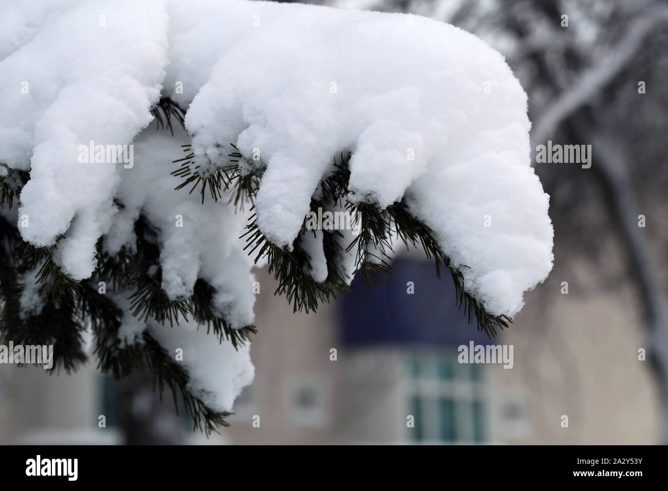 Spruce tree branches with plenty of heave snow on them. Photographed ...