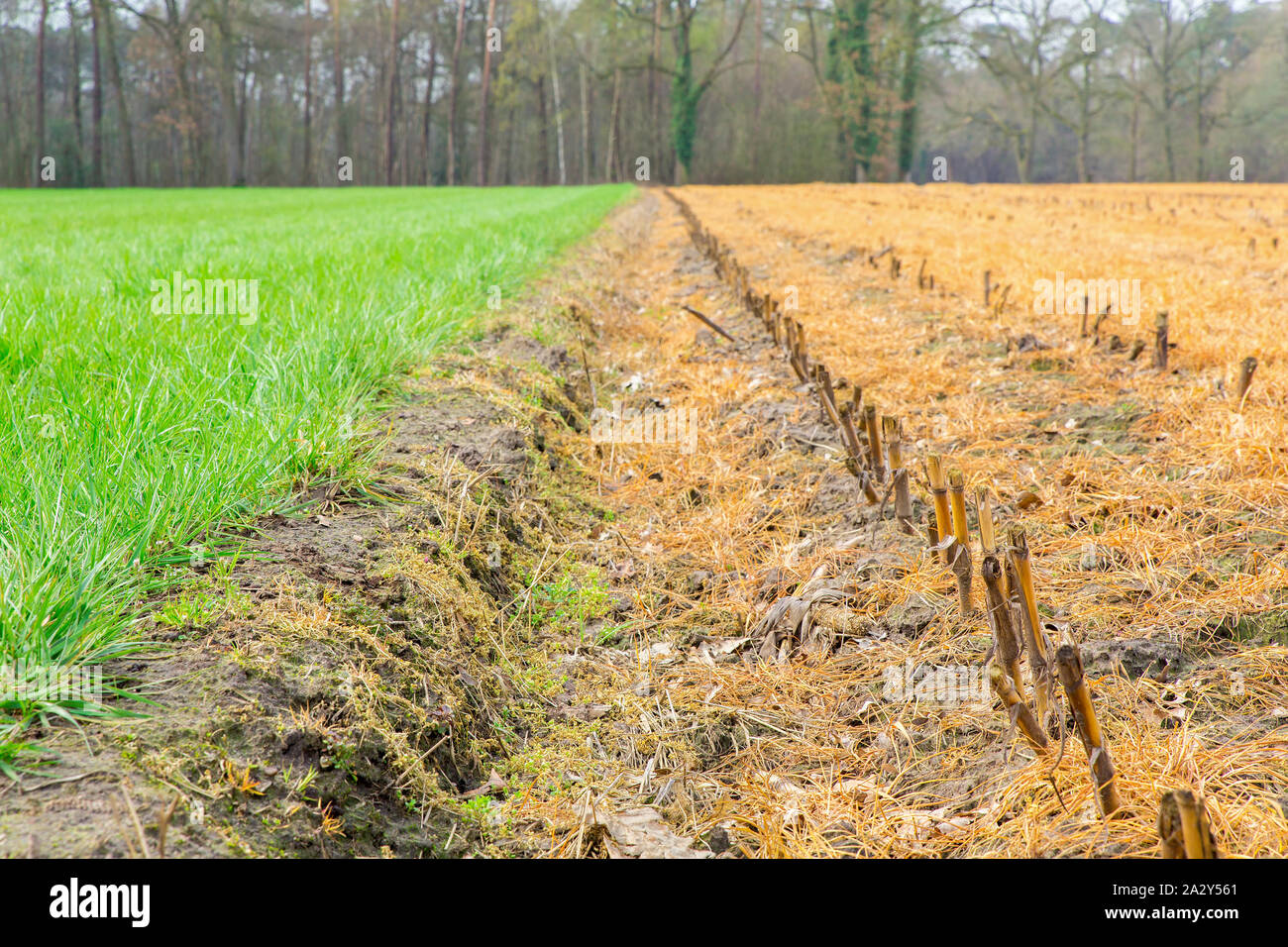 Dutch landscape with green pasture and sprayed yellow corn field in ...