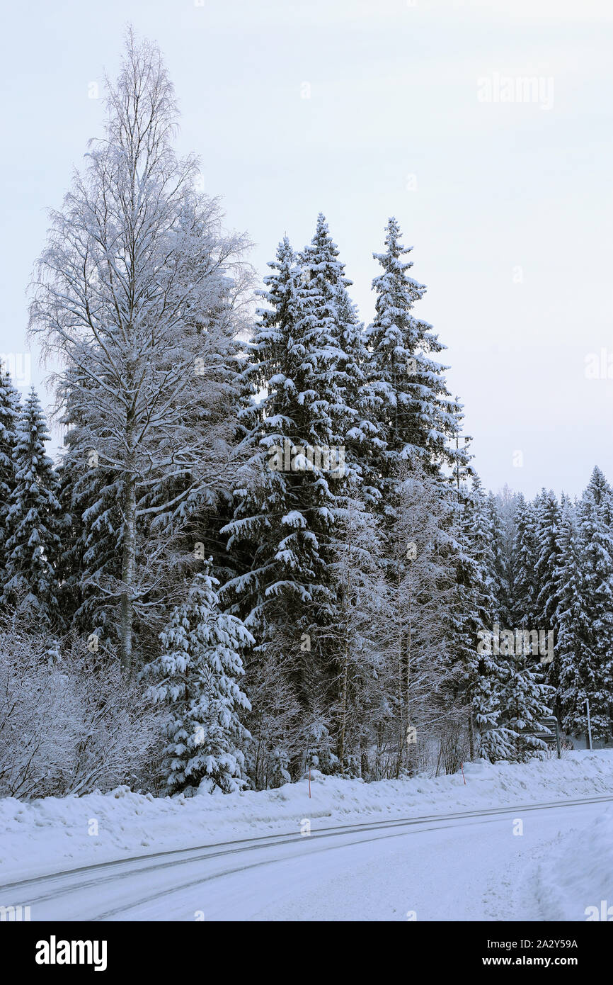 Forest during winter. In this photo you can see multiple evergreen ...