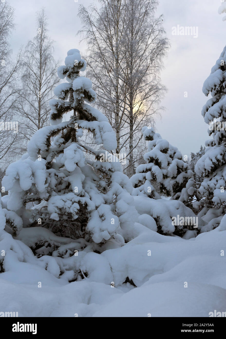 Forest during winter. In this photo you can see multiple evergreen ...