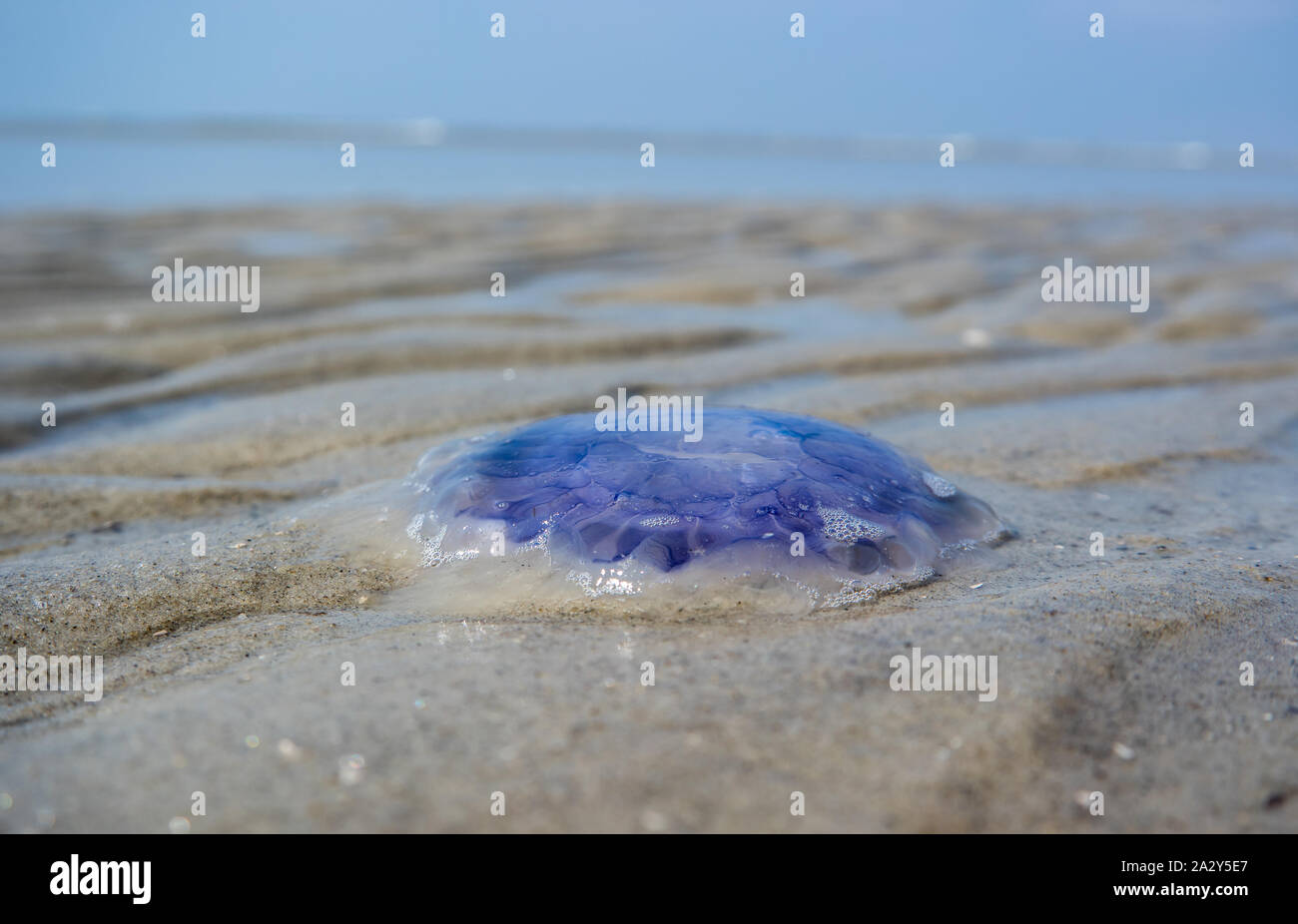 Blue jellyfish North Sea Stock Photo - Alamy