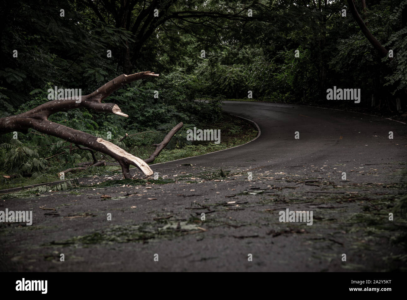 Falling tree debris block road in forest after rain storm. Tree and ...