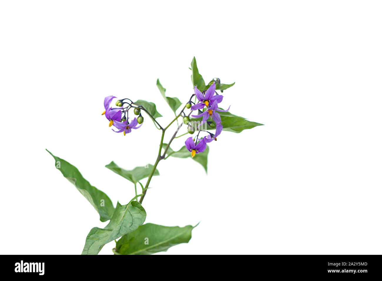 Nightshade Flower