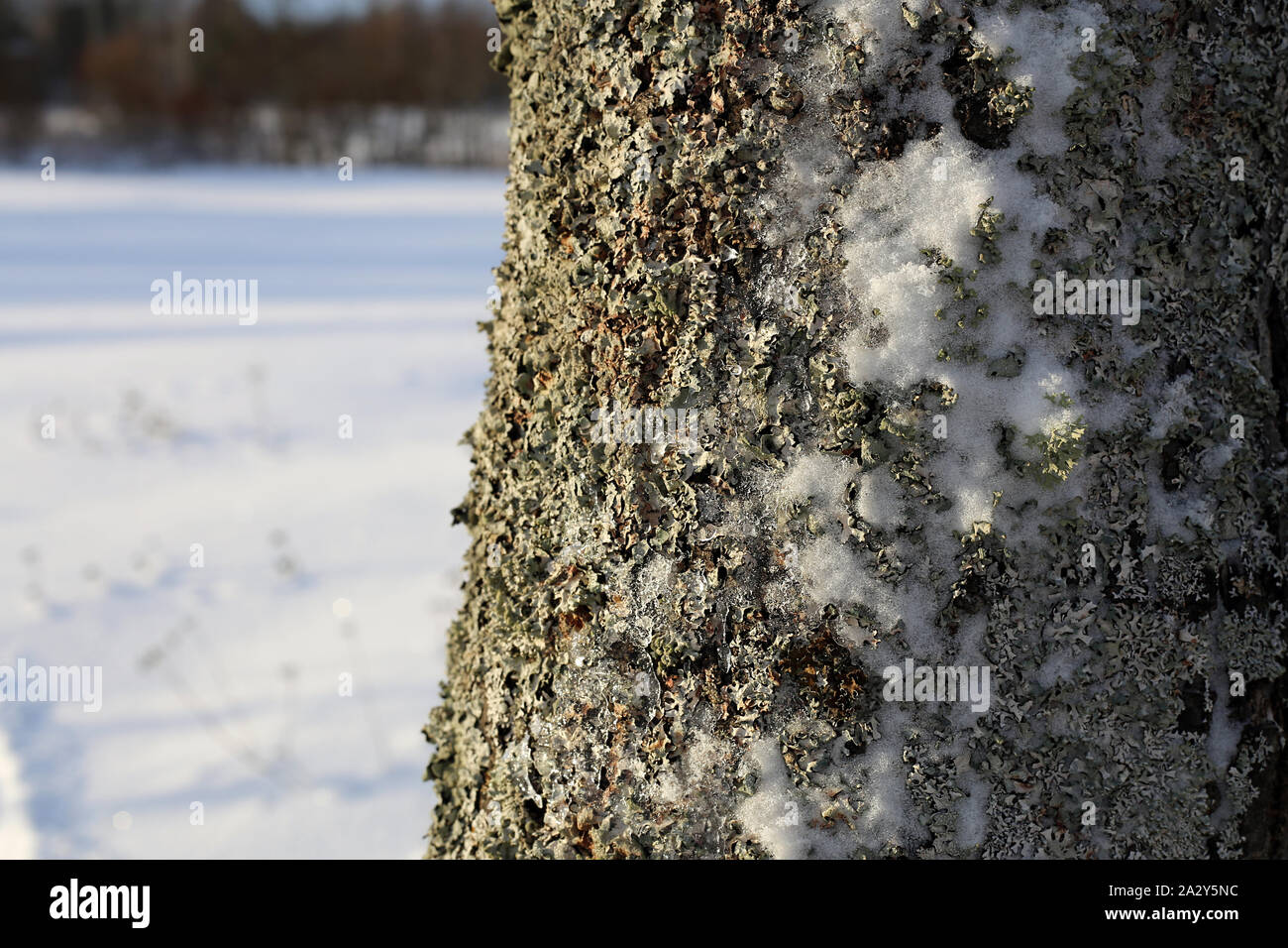 Tree bark covered with silver / grey colored lichen and some ice with ...