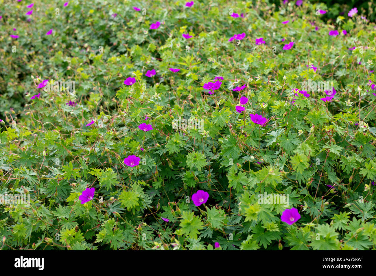 Purple primrose flowers on the flower bed. Violet evening primrose ...