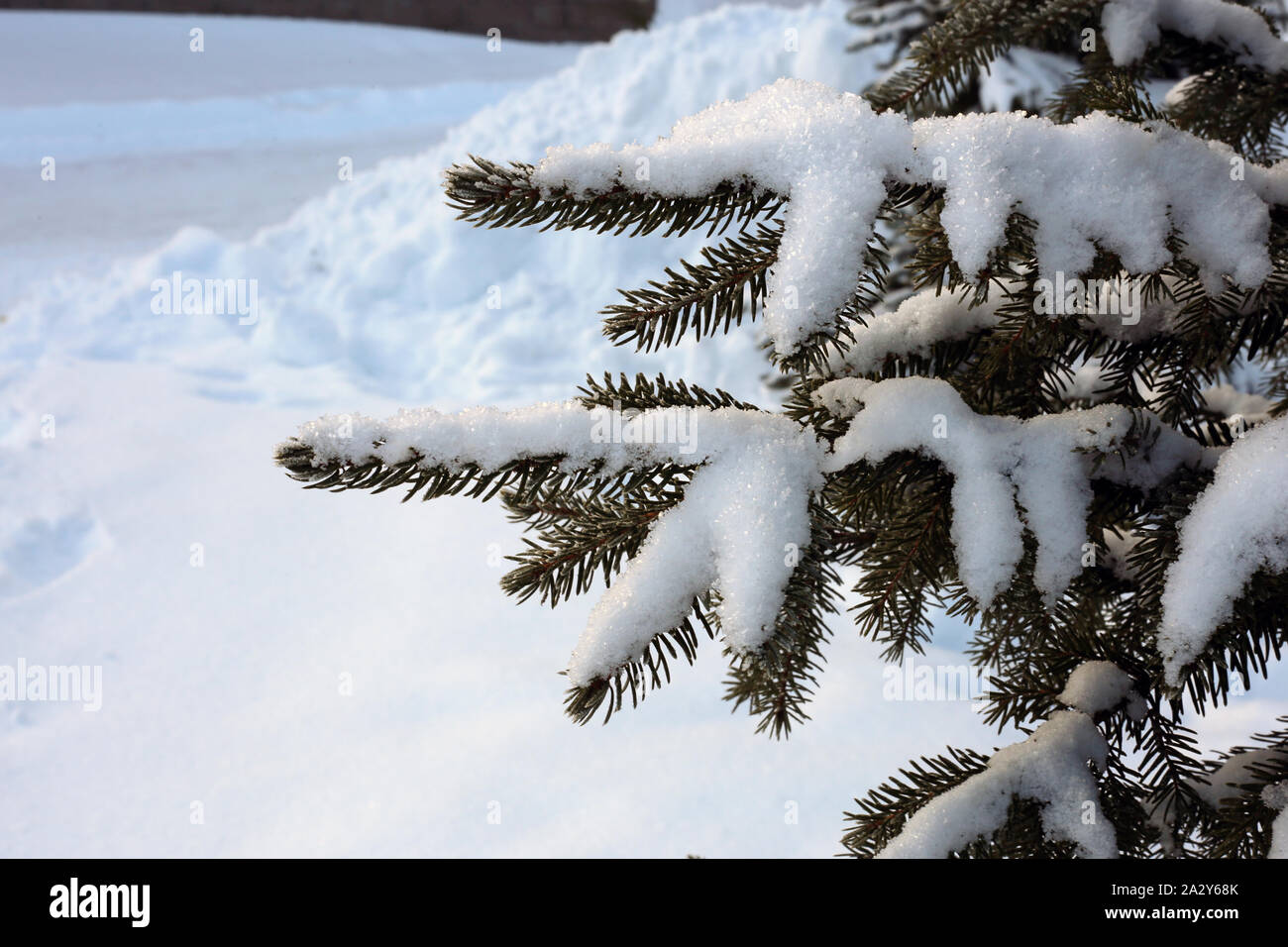 Spruce tree branches with plenty of heave snow on them. Photographed ...