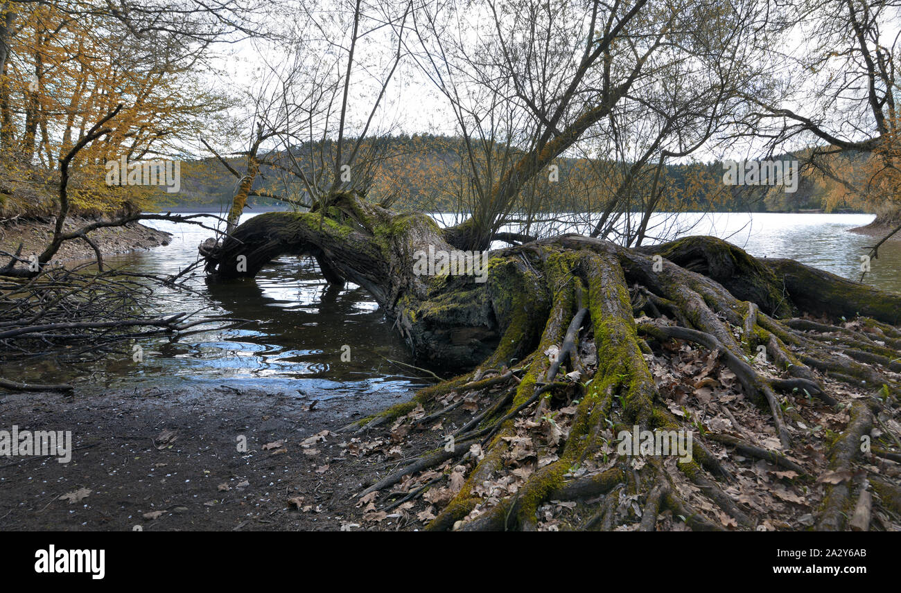 old tree in the water Stock Photo - Alamy