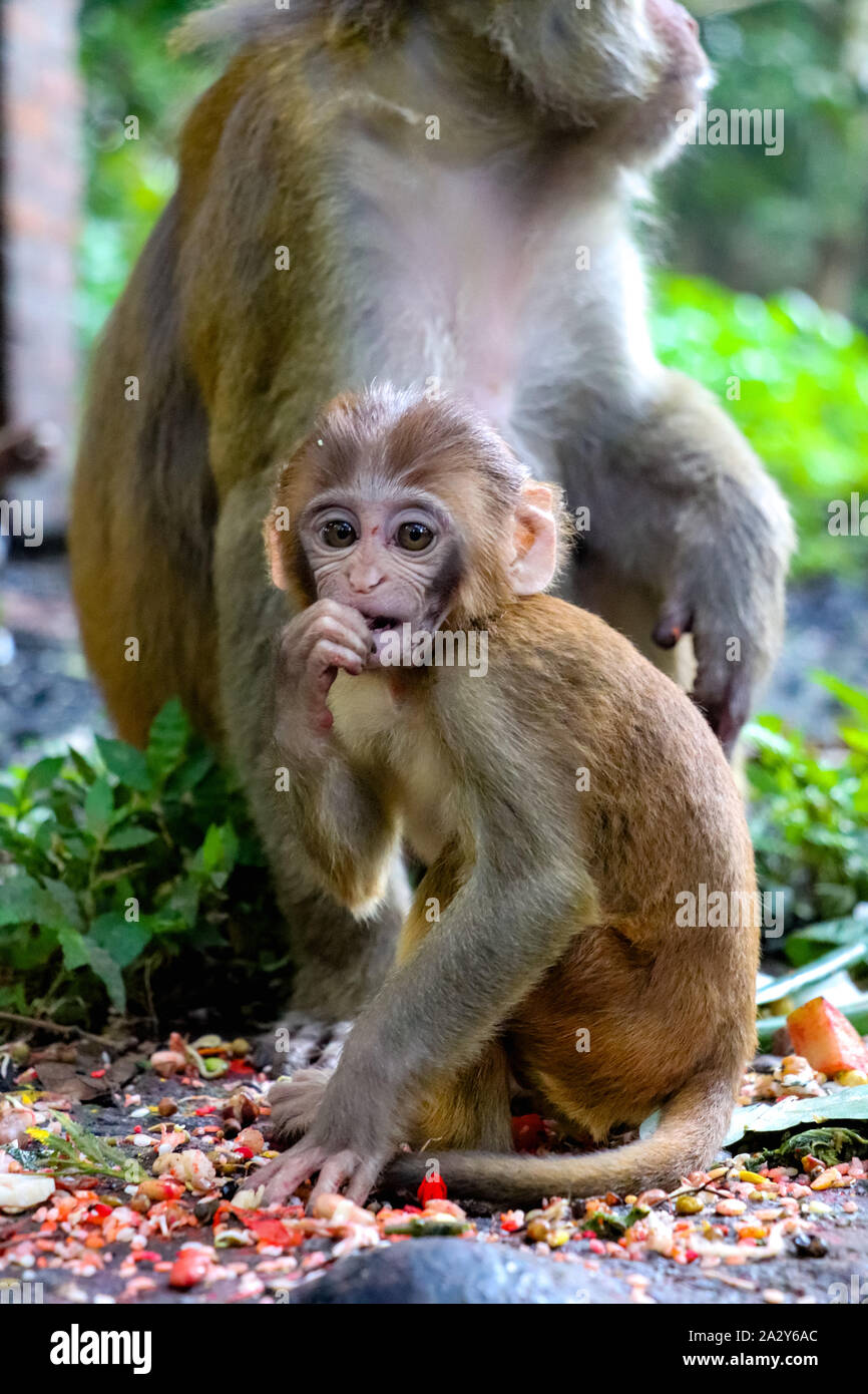Asian monkey eating food in the jungle Stock Photo - Alamy