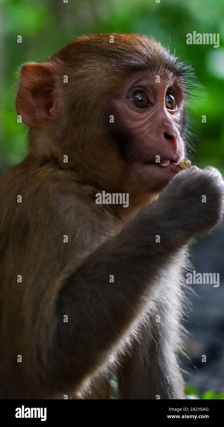 Asian monkey eating food in the jungle Stock Photo - Alamy