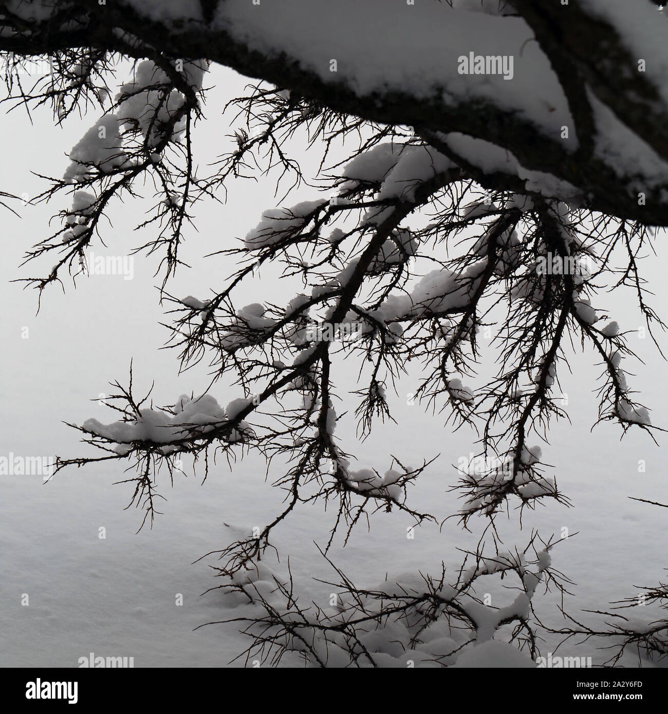 Tree branch touching water hi-res stock photography and images - Alamy