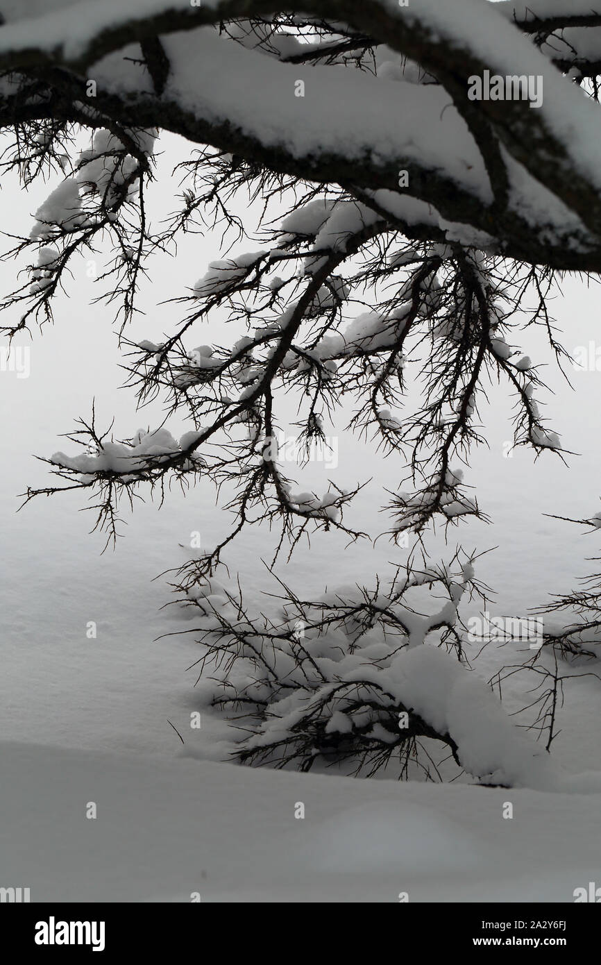 Snowy tree branches touching the snow on the ground. Closeup color ...
