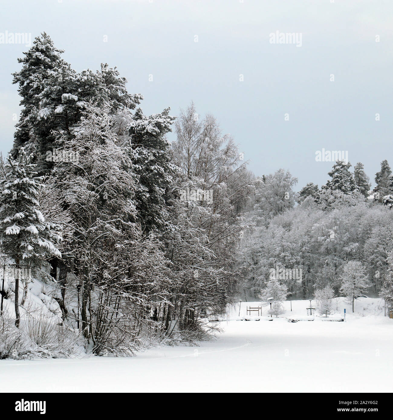 Forest during winter. In this photo you can see multiple evergreen ...