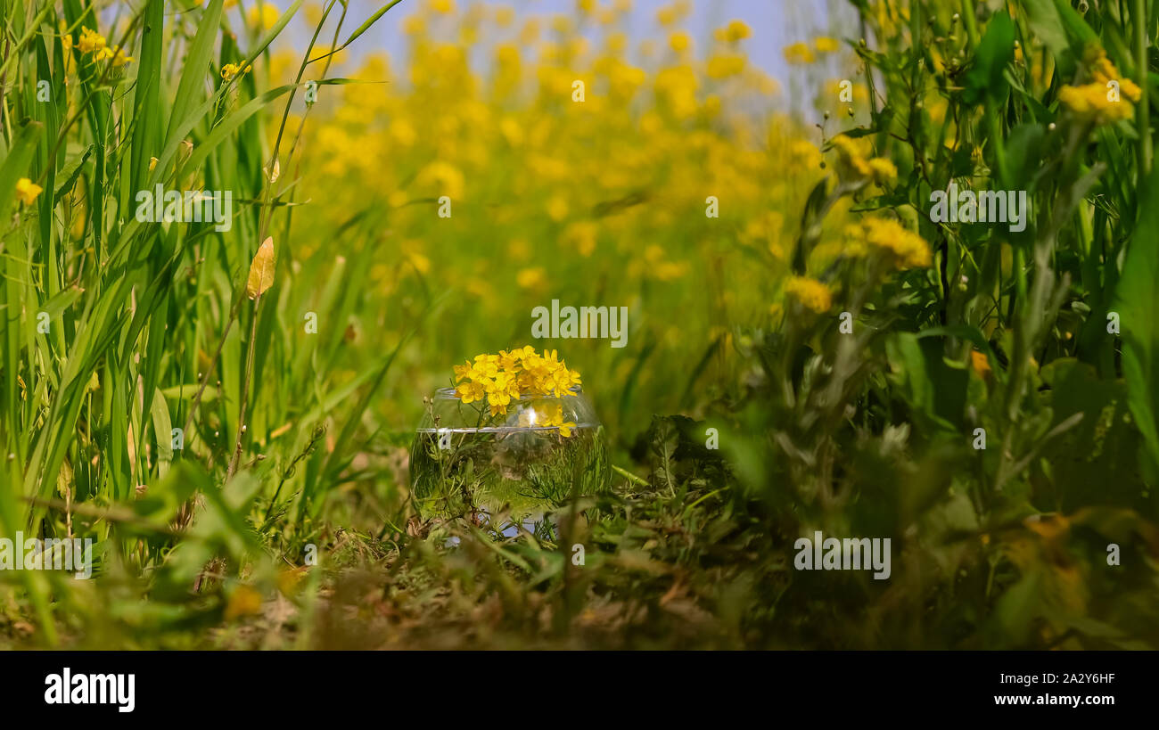 Mustard plant placed in a transparent water bowl in a mustard field ...