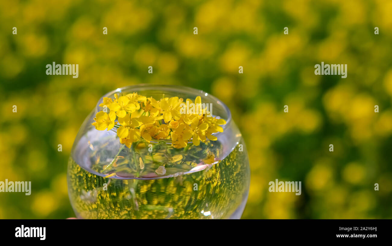 Mustard plant placed in a transparent water bowl in a mustard field ...