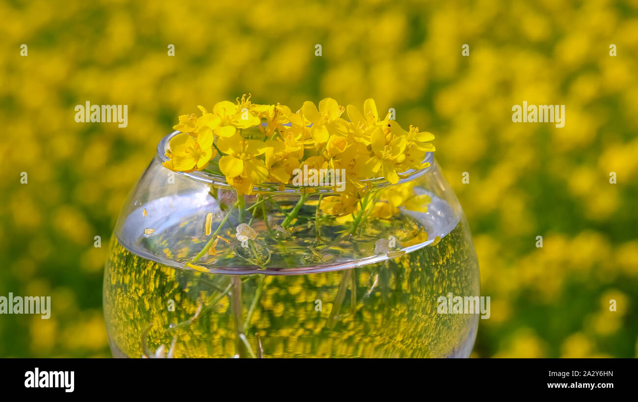 Mustard plant placed in a transparent water bowl in a mustard field ...