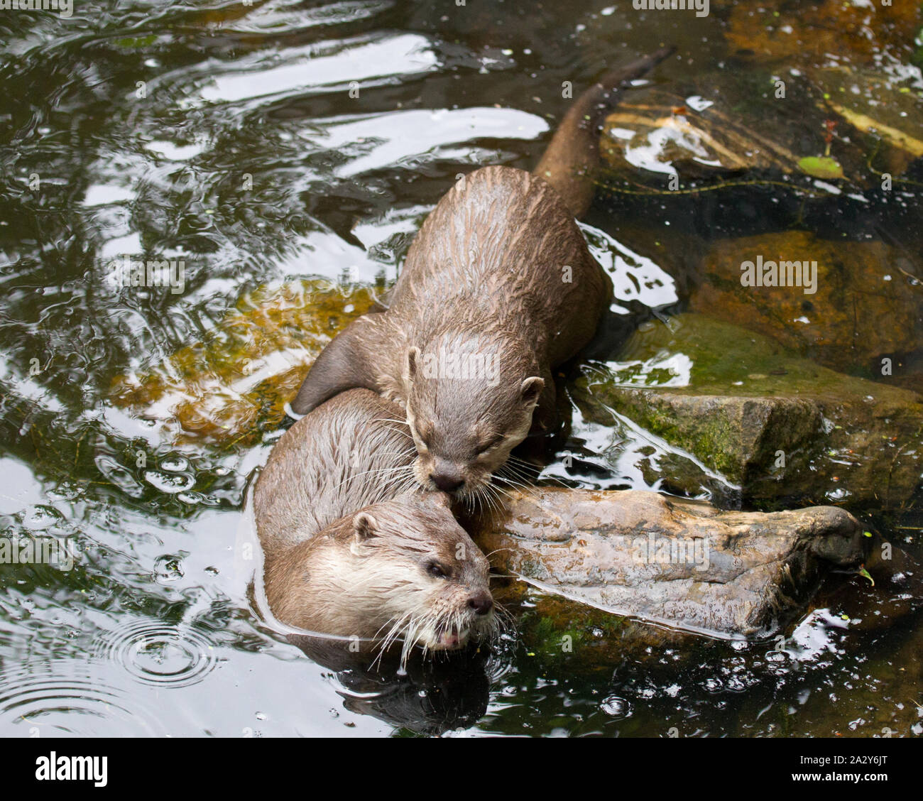 Affectionate otters, wild animals bonding, animal love and affection ...