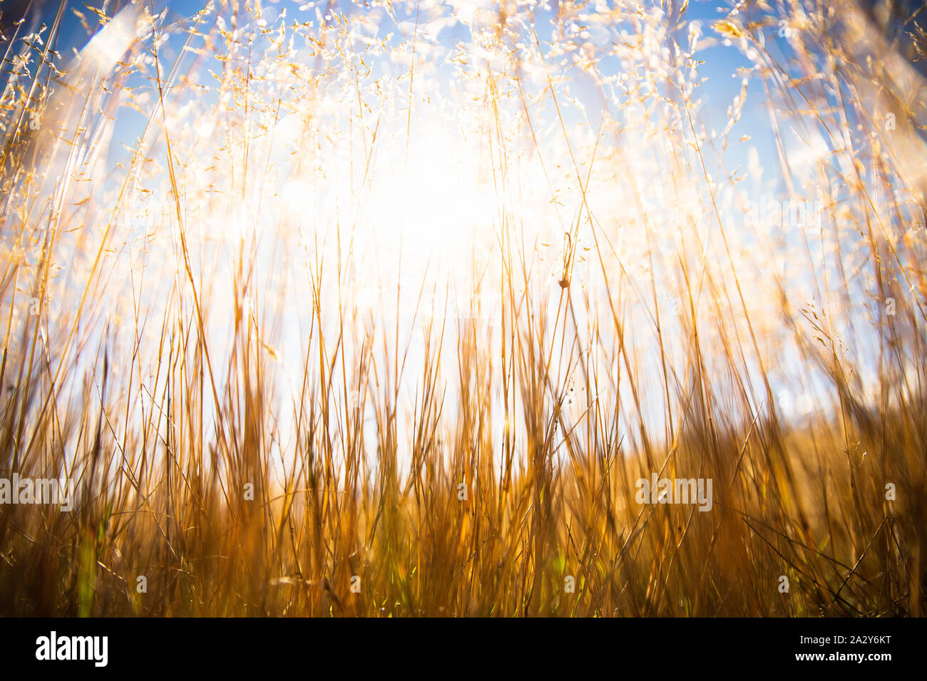 Wheat Field And Blue Sky, Low Angle Close Up Stock Photo - Alamy