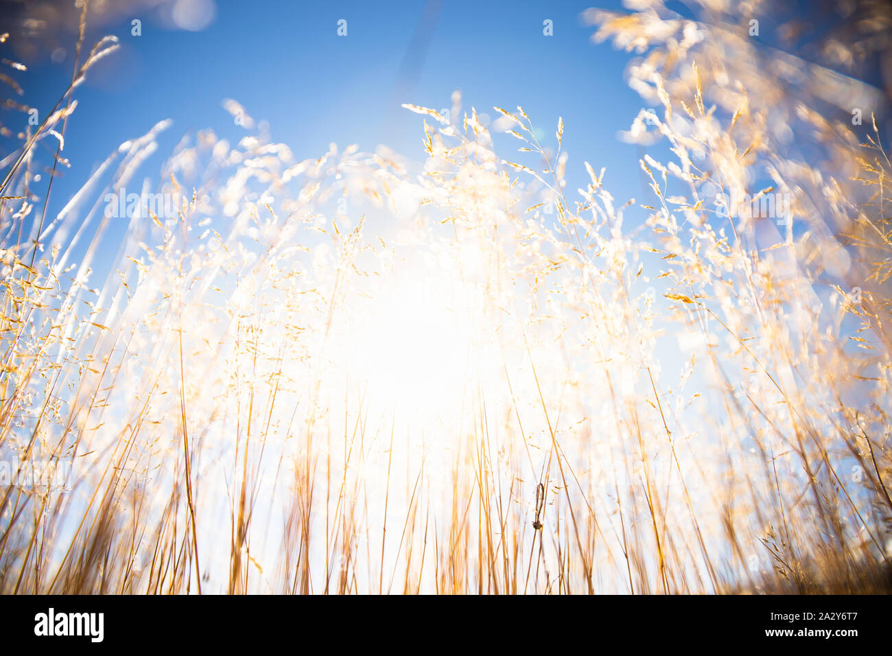 Wheat Field And Blue Sky, Low Angle Close Up Stock Photo - Alamy