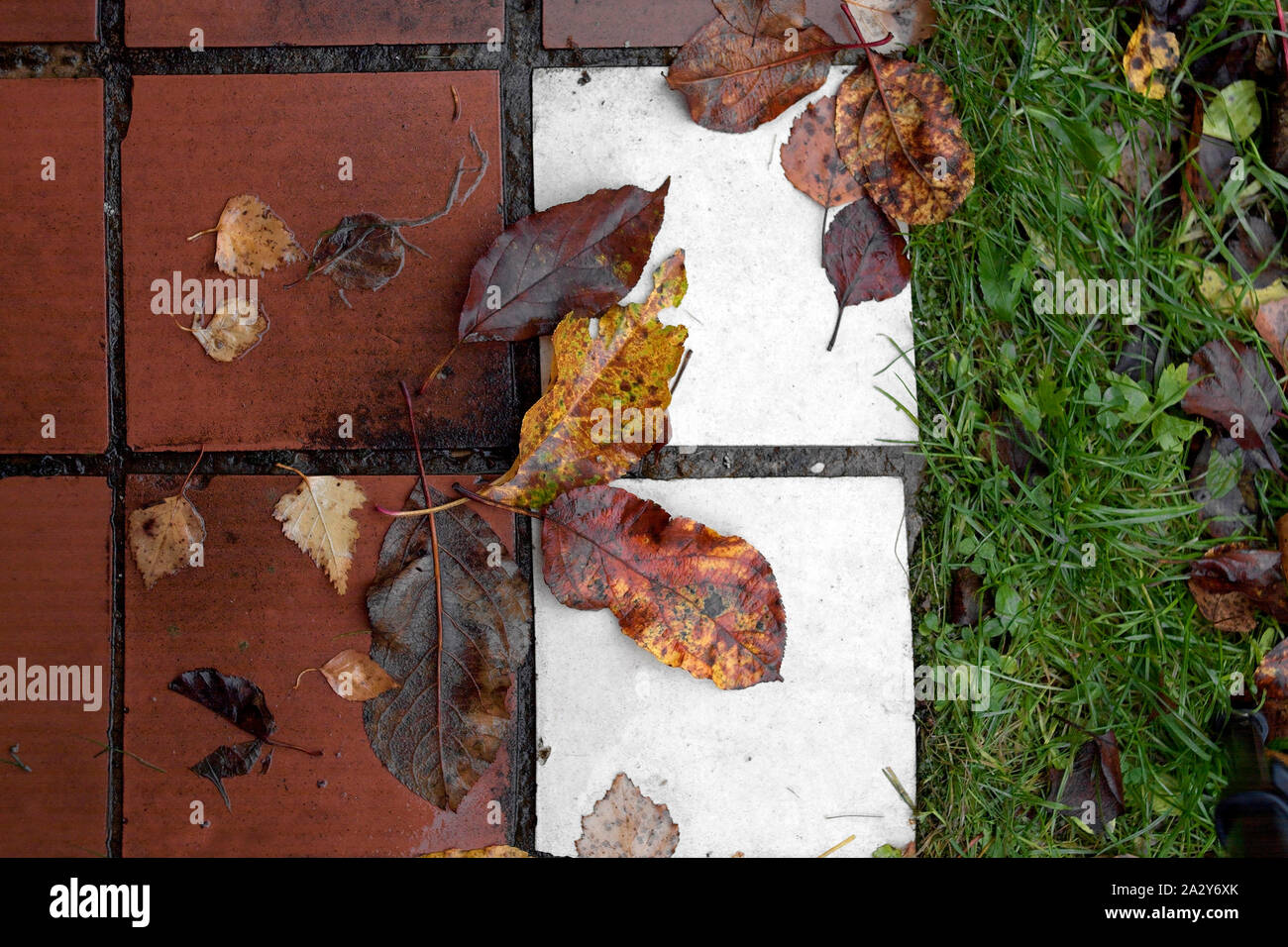 Overhead shot fall foliage in hi-res stock photography and images - Alamy
