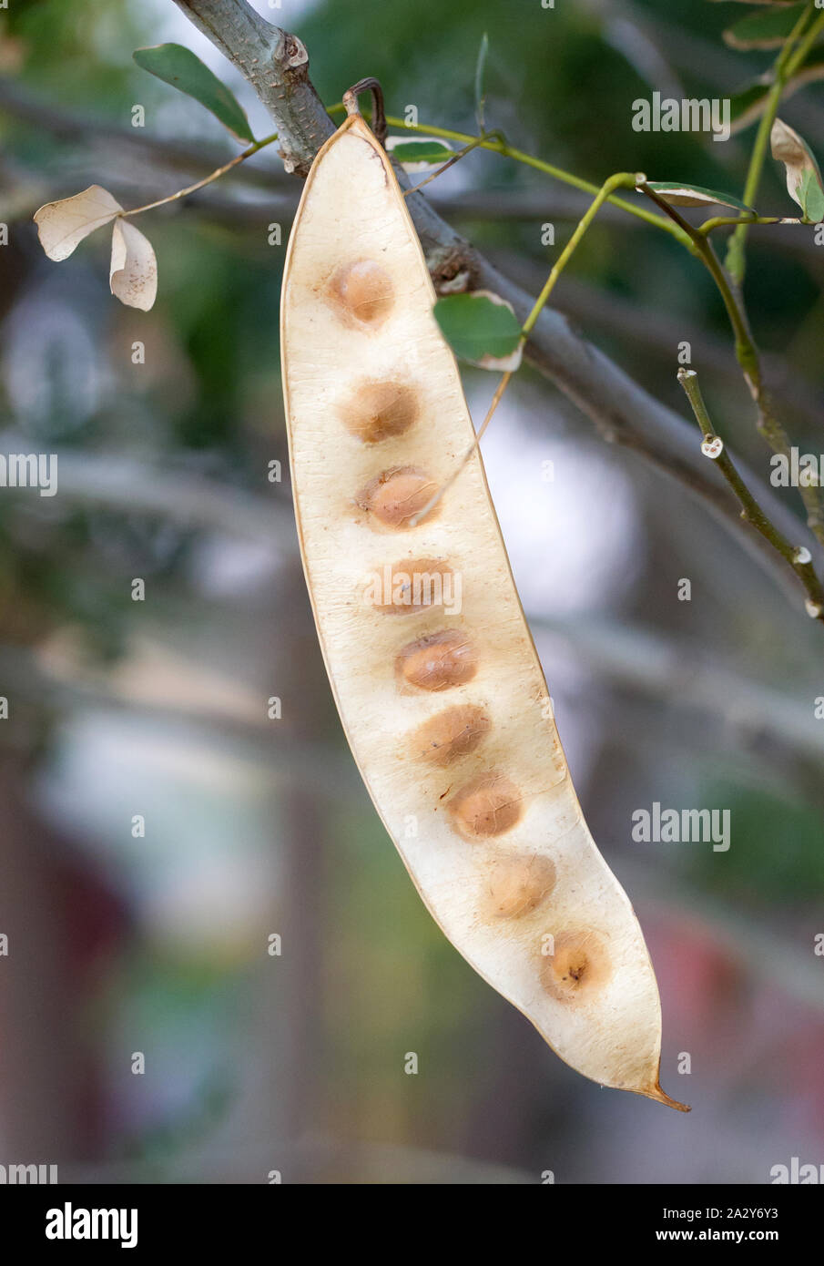 Seeds hanging in a tree, Madagascar, Africa Stock Photo - Alamy