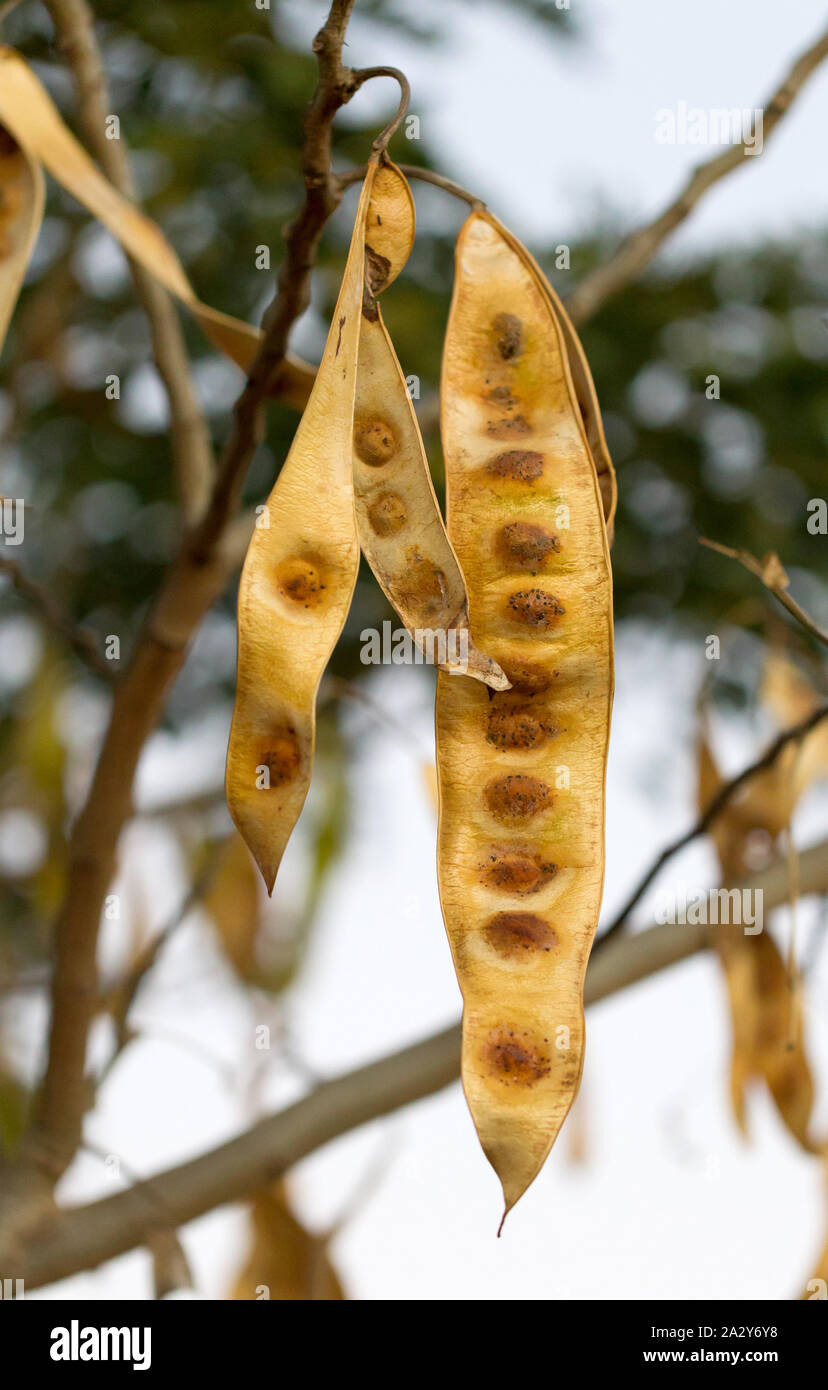 Seeds hanging in a tree, Madagascar, Africa Stock Photo - Alamy