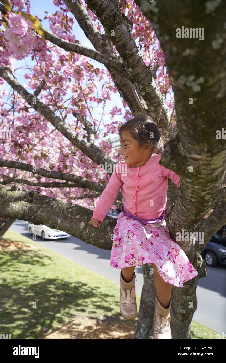 Small Girl in Pink in Cherry Tree Stock Photo - Alamy