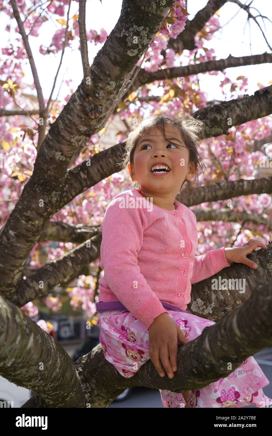 Small Girl in Pink in Cherry Tree Stock Photo - Alamy