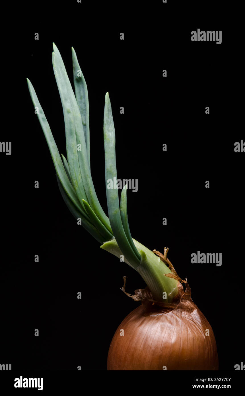 Allium cepa bulb hi-res stock photography and images - Alamy