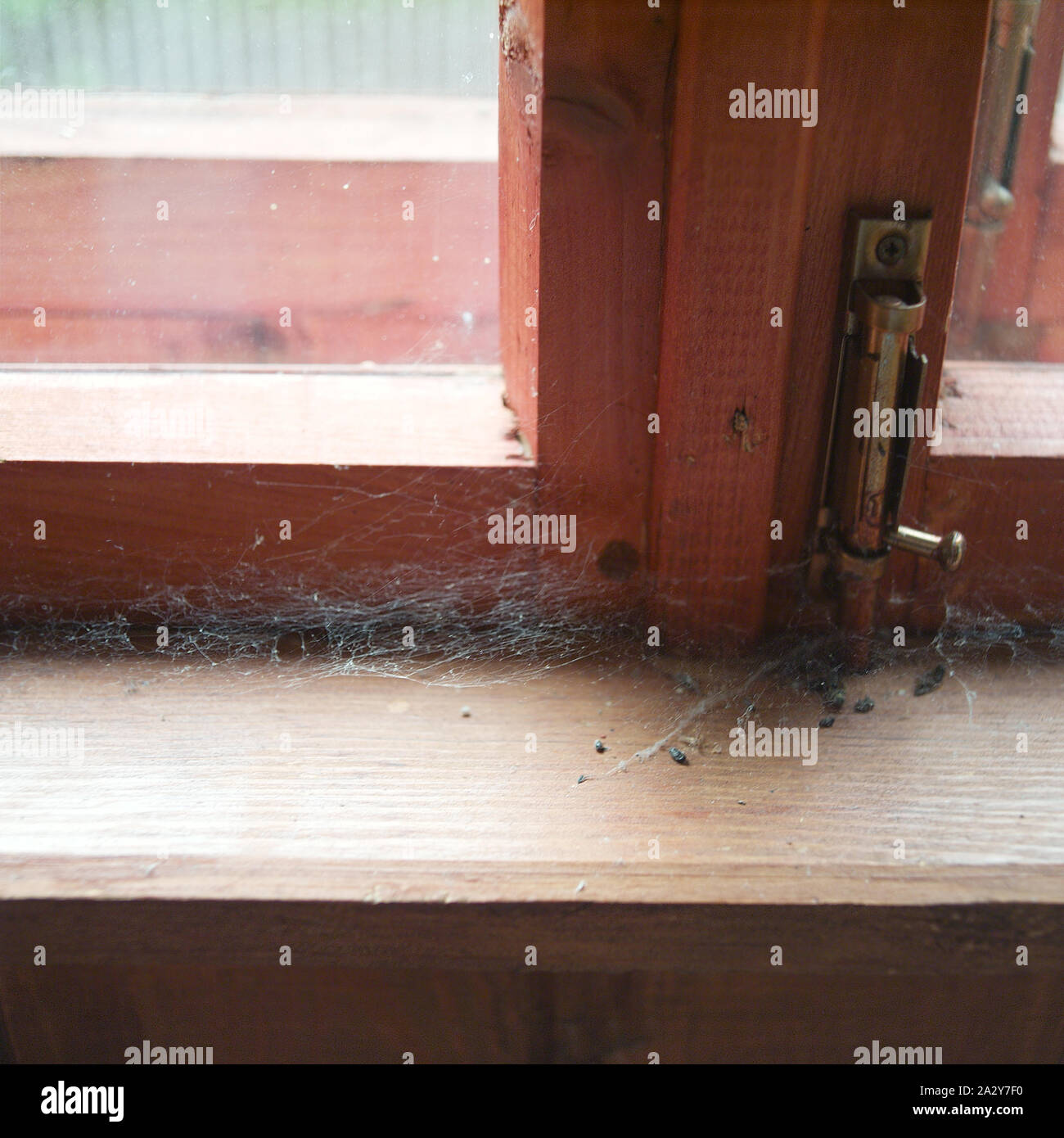 Mess and spider net on the wooden window sill, indoor close-up Stock ...