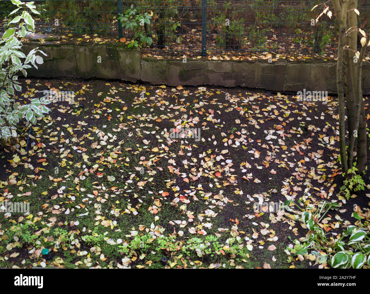 Autumn day and fallen leaves on the ground in a park, outdoor ...