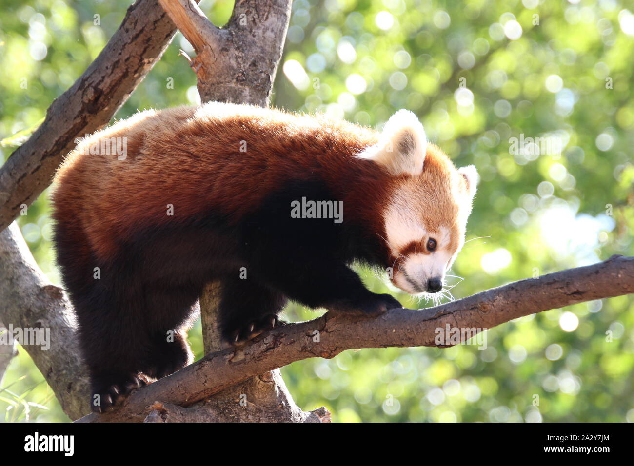 Backlit red panda hi-res stock photography and images - Alamy