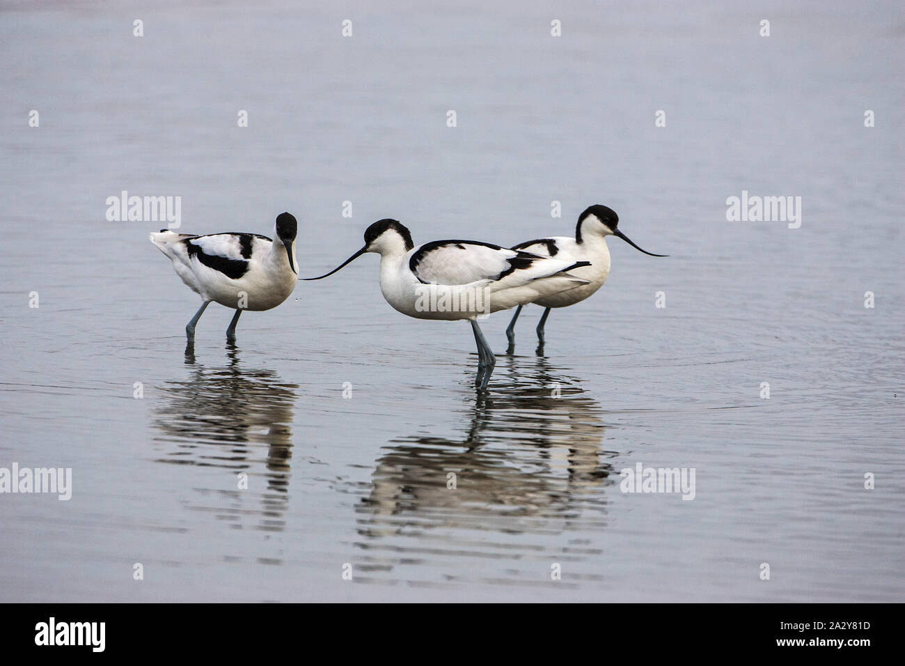 Pied avocet Recurvirostra avocetta The Lagoon Dorset Wildlife Trust ...