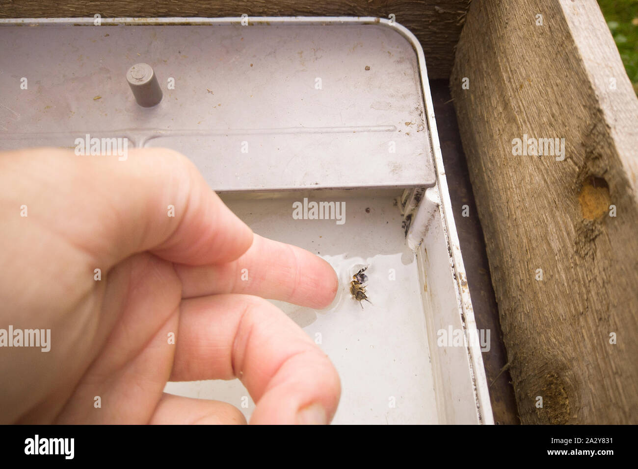Drowning insects hi-res stock photography and images - Alamy