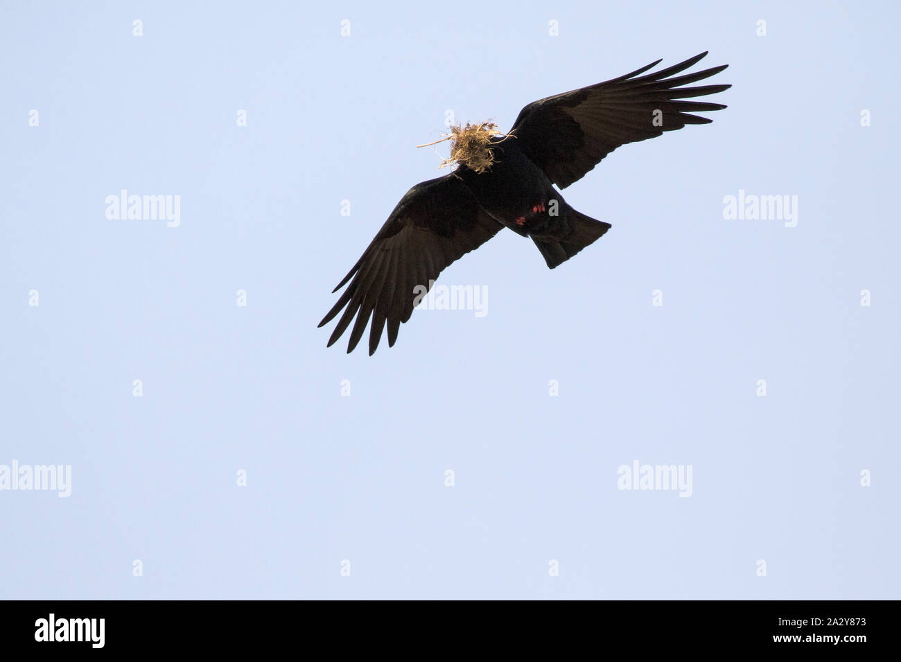 Chough flying uk hi-res stock photography and images - Alamy