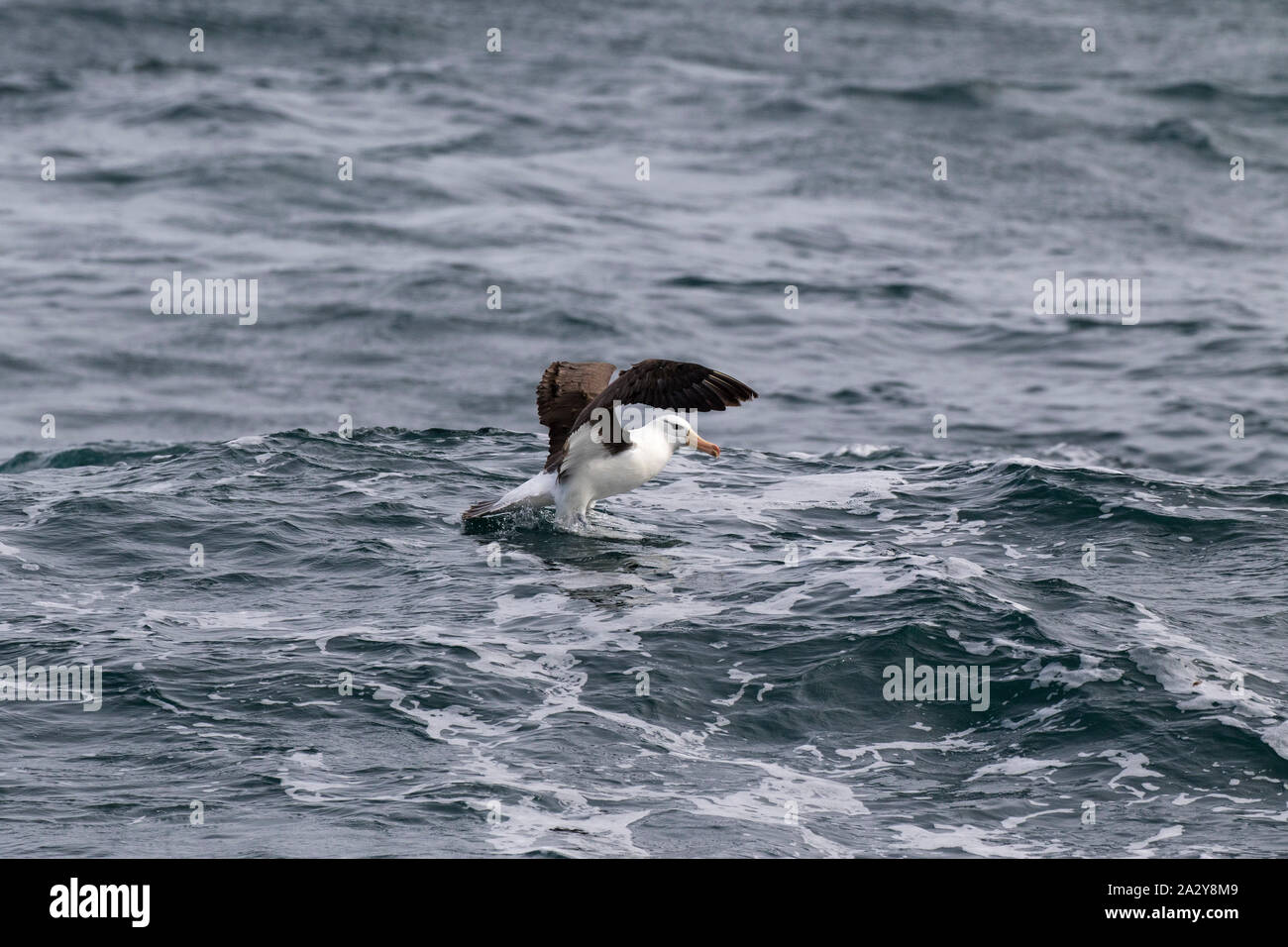 Black-browed albatross Thalassarche melanophrys landing on sea near ...