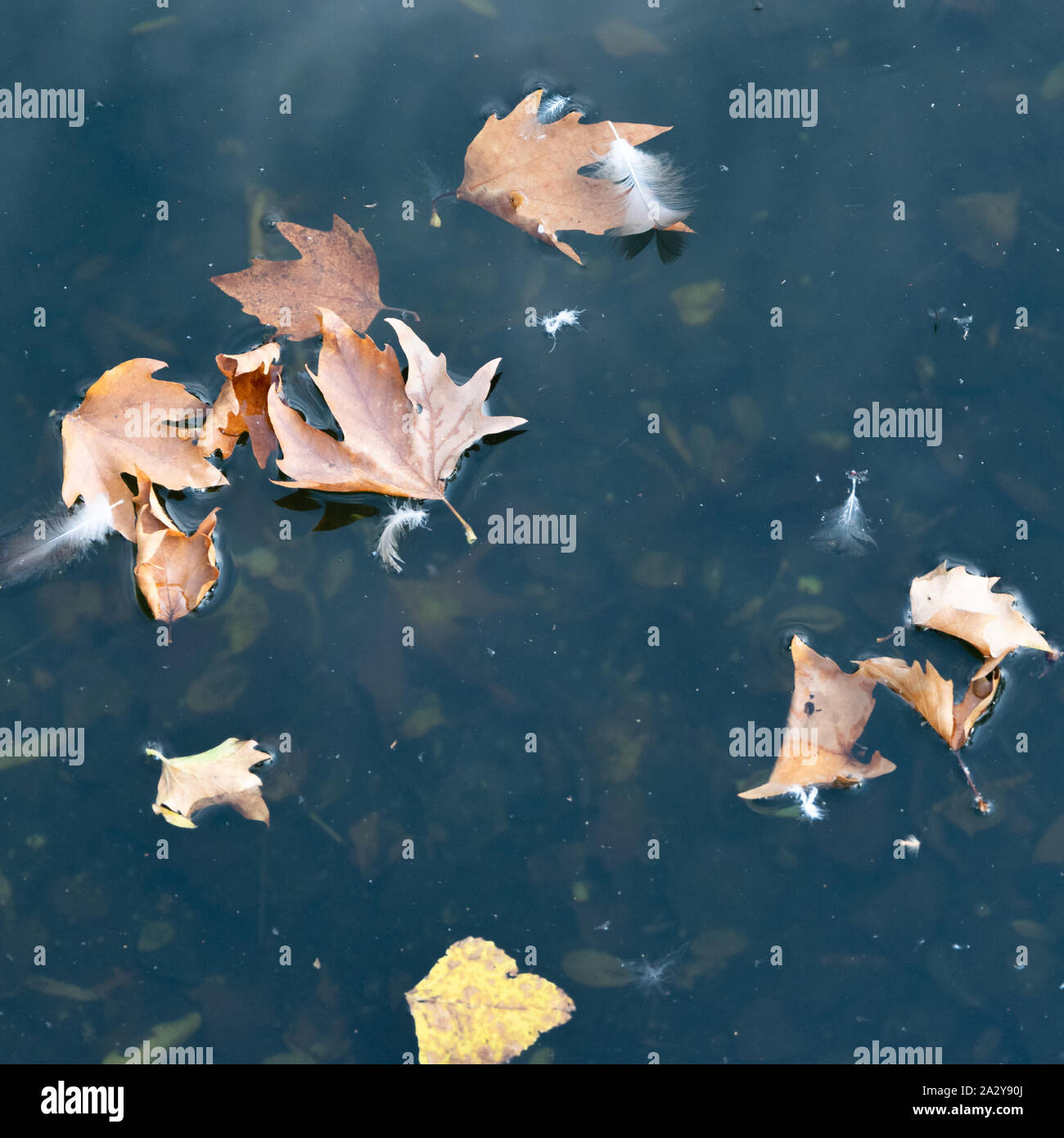 Water background with fall leaves Stock Photo - Alamy