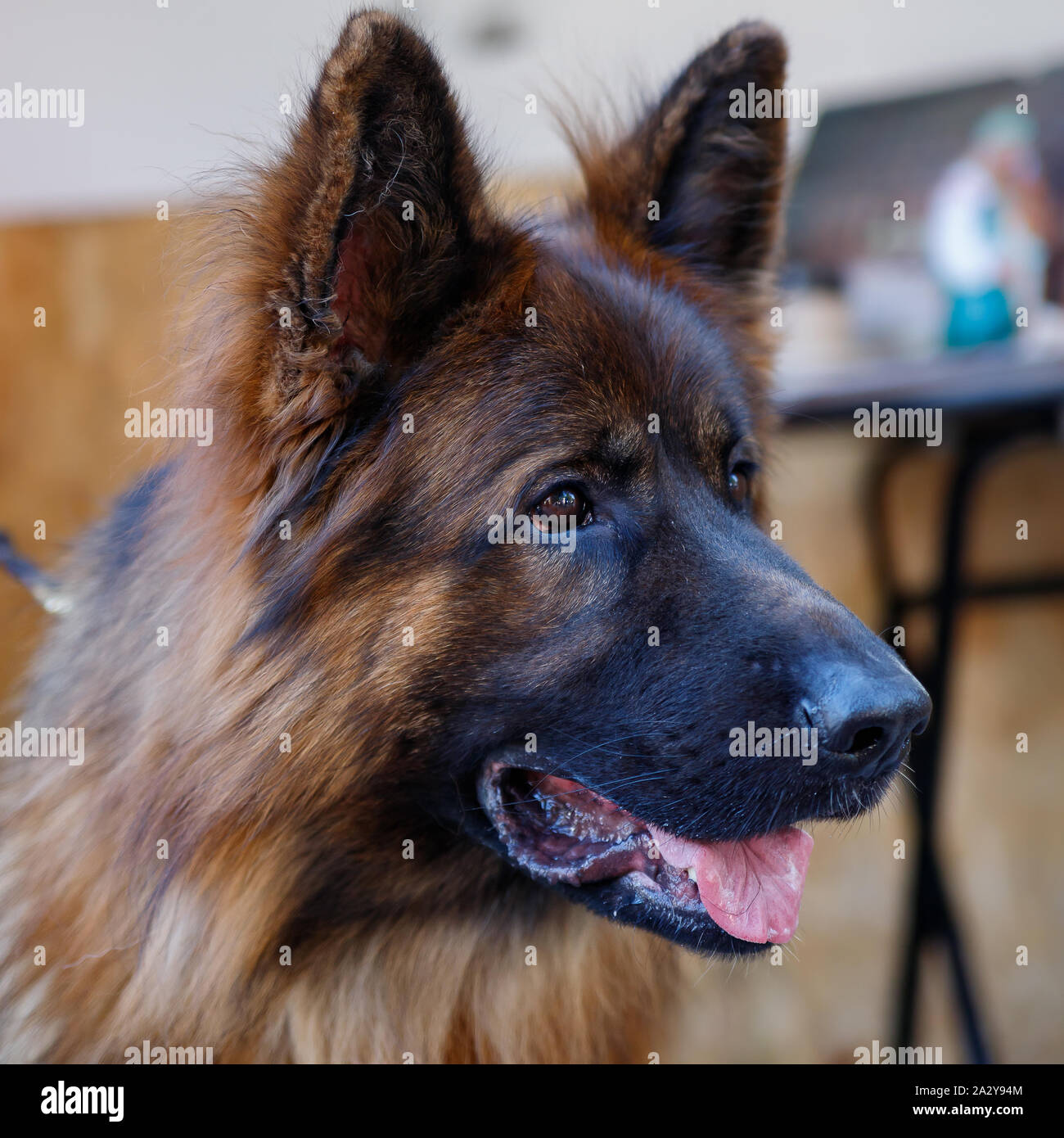 A popular breed of dog is the German Shepherd. Reliable, intelligent ...