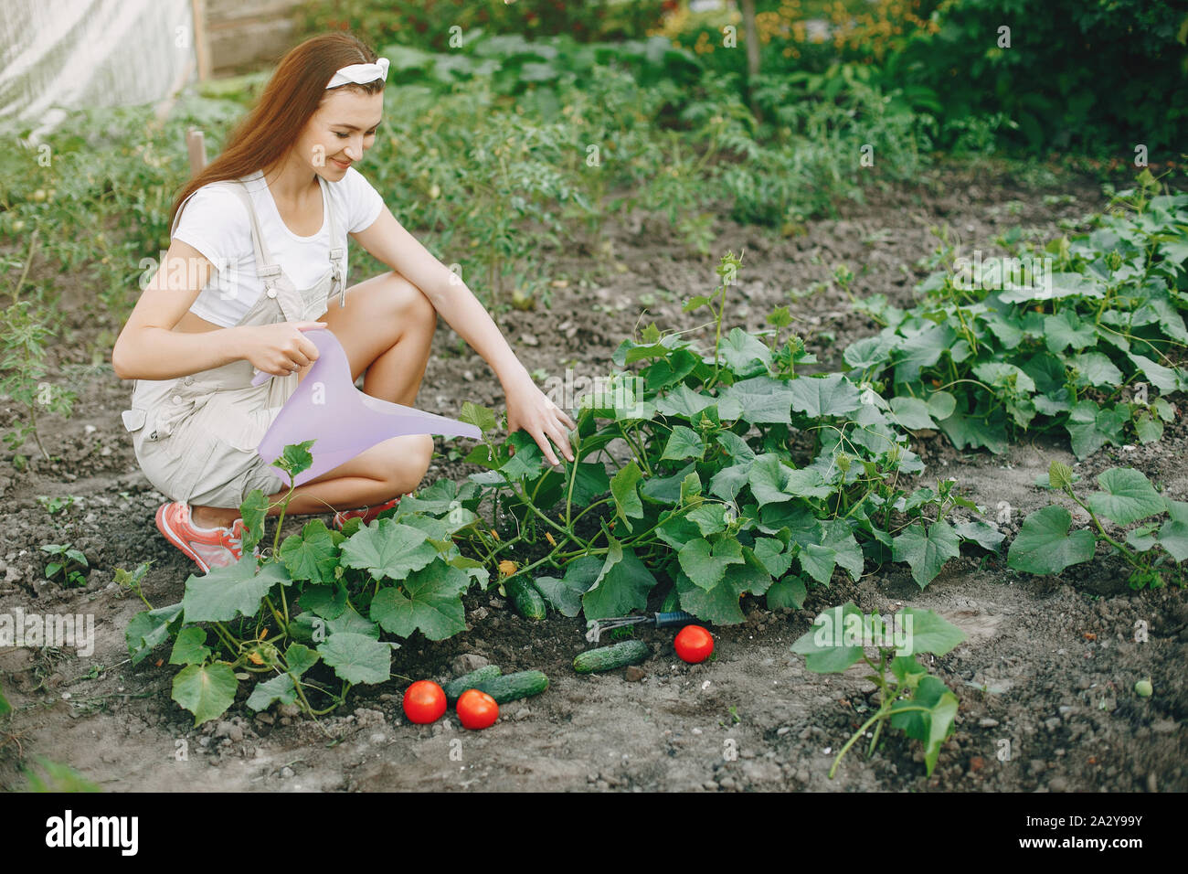 Woman works in a garden. Lady watering vegetables Stock Photo - Alamy