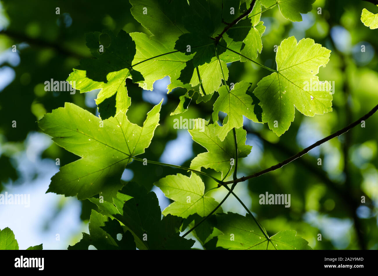 Backlit green foliage in the forest in summertime in Germany, Western ...