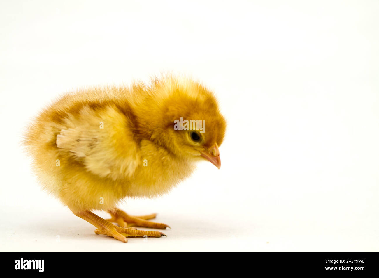 Newly hatched chicken hi-res stock photography and images - Alamy