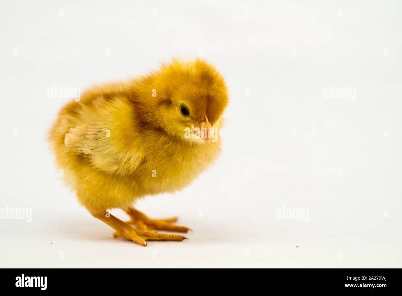 Hatched Chicken Egg Nest High Resolution Stock Photography and Images ...