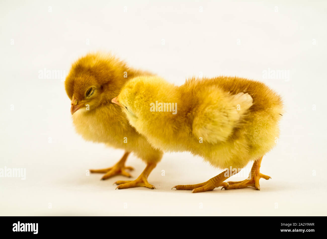 New newly hatch hatched hi-res stock photography and images - Alamy